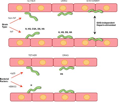 Figure 5 From Glycosylation Features Mediating Endothelial Interactions