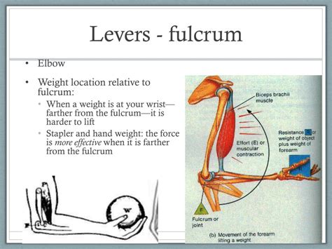 Ppt Chapter 10 Movement And Forces Powerpoint Presentation Free