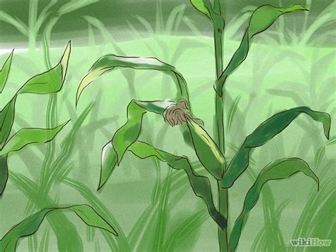 Indoor Corn Cultivation 10 Steps For Successful Growth