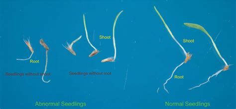 Shows Normal Seedlings Right And Abnormal Seedlings Left Of The Download Scientific Diagram