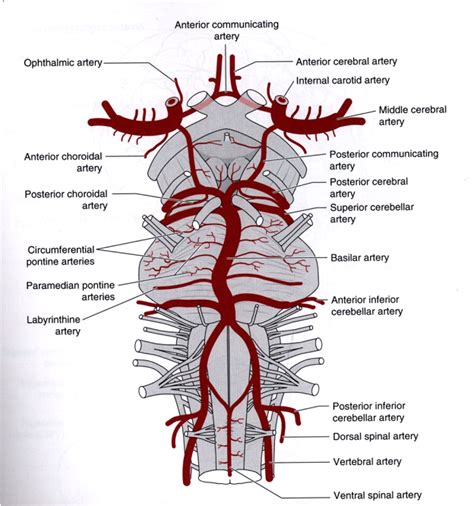 Central Nervous Systemcns Blood Supply ~ Dentistry And Medicine