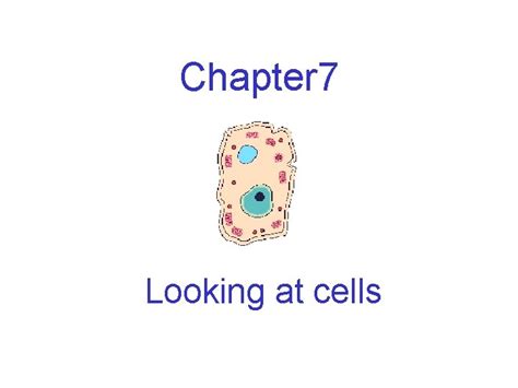 Chapter Looking At Cells Where Does Cork