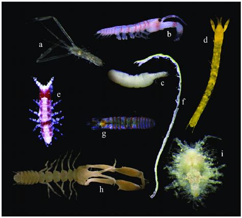 Diversity Of Forms In The Tanaidacea A B G Various Forms Of Males In