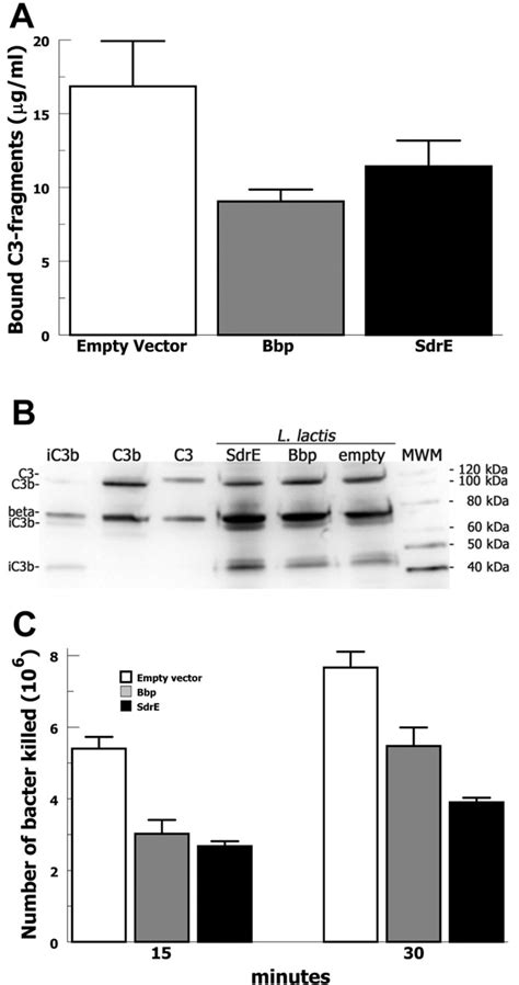 Functional Testing Of Complement Mediated Opsonization And