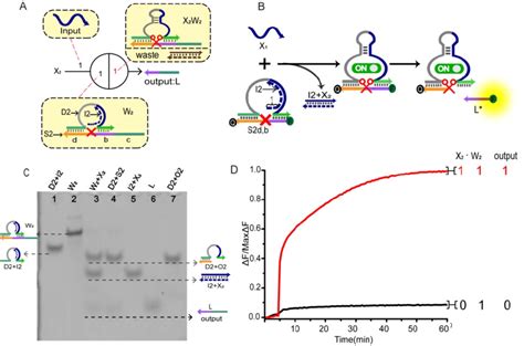 Figure S1 A Abstract Diagram Of The Weight Unit 2 Motif And Its Dna
