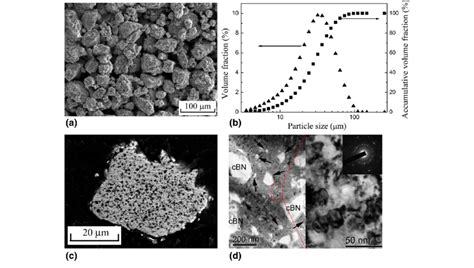 Morphologies A Size Distribution B Cross Sectional Microstructure