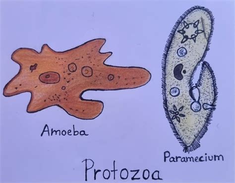 Easy Protozoa Drawing