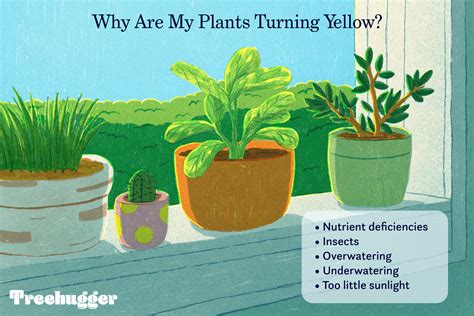 Why Are My Garden Plants Leaves Turning Yellow Fasci Garden