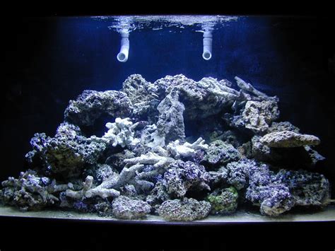 Live Rock Aquascaping Ideas