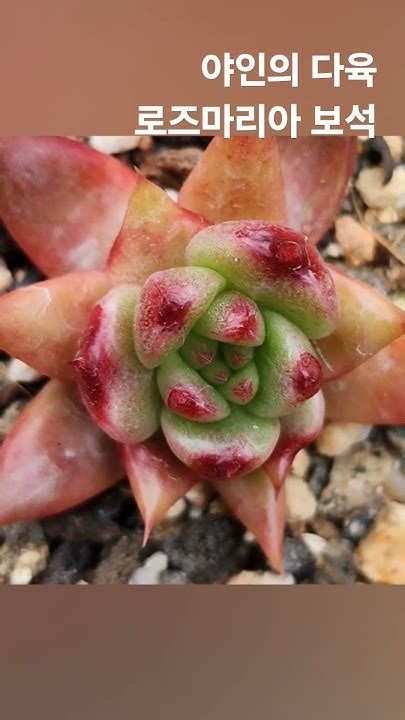 로즈마리아 보석 ~ 자구 삼형제 파종이 실생 다육 다유기 다육이 다육식물 반려식물 다육판매 다육이판매 다육이키우기 다육인스타그램 매혹이 청주 야인