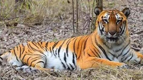 Centre Approves Rajasthans Fifth Tiger Reserve In Dholpur Karauli