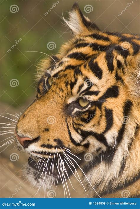 Tiger Face Profile Growling