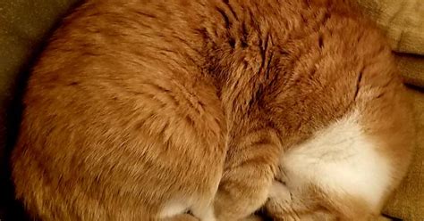 I Call It An Orange Slice Album On Imgur I Call It An Orange Slice Album On Imgur