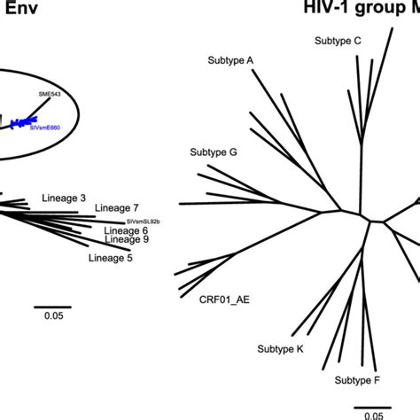 maximum likelihood ml phylogenetic trees inferred from representative