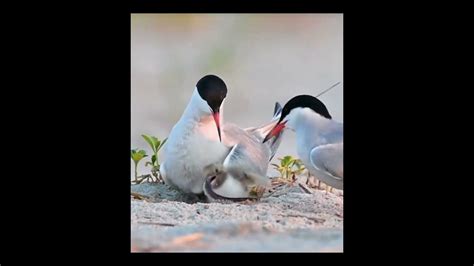 Beautiful Bird In Bitch Birds Birdlife Birdslover Beautifulbirds