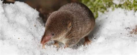 North American Least Shrew Life Expectancy