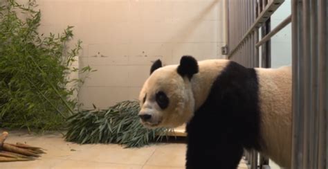 回国后最新画面！旅美大熊猫“美香”“小奇迹”“添添”被运至隔离检疫区 腾讯新闻