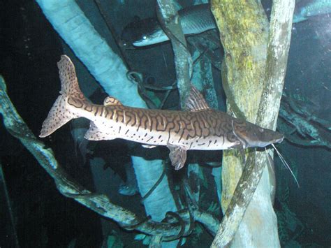 The Online Zoo Leopard Catfish