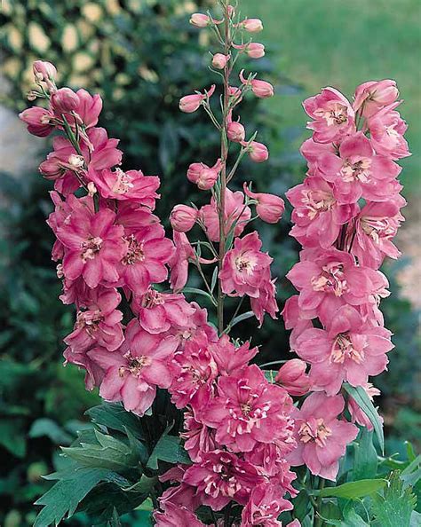 Delphinium Seeds For Sale 16 Delphiniums Perennial Flower Seeds