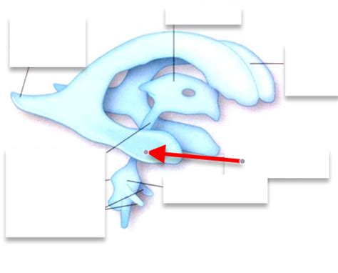 Nervous System Part 2 Flashcards Quizlet