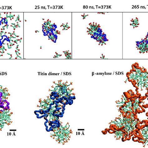 Microscopic Models Of Sdsprotein Complexes A Md Simulation Of A