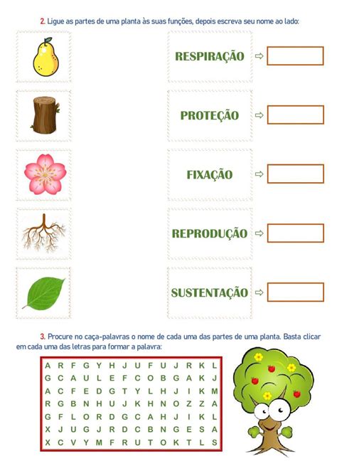 Partes De Uma Planta E Suas Funções Worksheet
