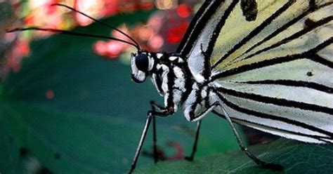 Stop And Smell The Polyaromatic Hydrocarbons The Truth About Cars