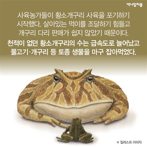 [카드뉴스] 황소개구리가 ‘맛 없는 이유 생태와진화 생태와진화 애니멀피플 뉴스