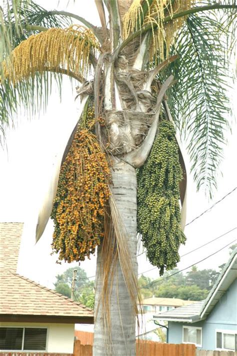 The Queen Palm Syagrus Romanzoffiana
