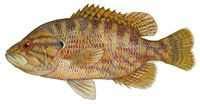 Learn About The Warmouth Fishing Guidesly