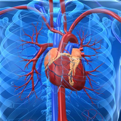 Cardiovascular Repair And Reconstruction Devices Market Aims For A Striking Valuation Of Us 25 122