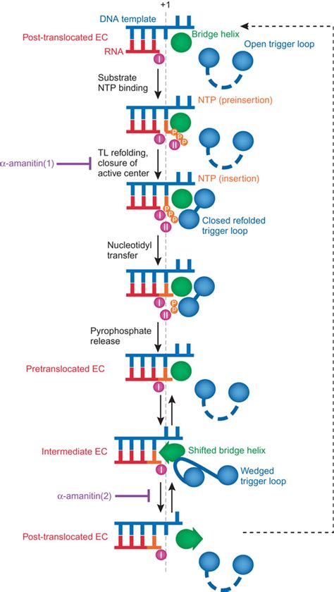 Model Of Rna Polymerase Nucleotide Addition Cycle Nacadopted From