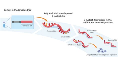 engineered protein encoding rna factor bioscience