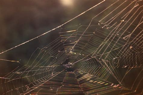Spider Cobweb Web Free Photo On Pixabay Pixabay
