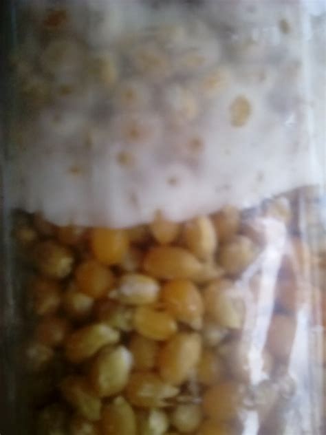 myc seems to be beating the contam pics mushroom cultivation