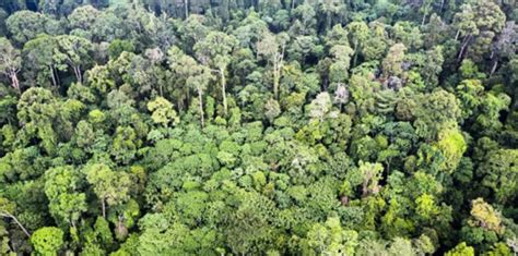 Difference Between Jungle And Forest Mercedesilbrady