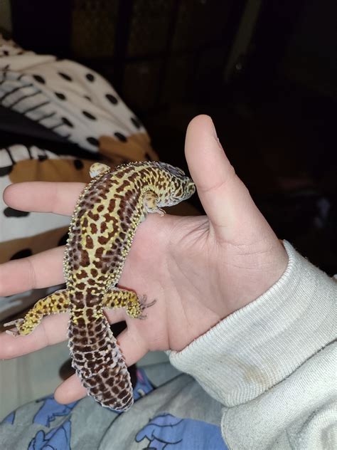 Please help me identify my gecko's morph - Leopard Geckos - MorphMarket Reptile Community