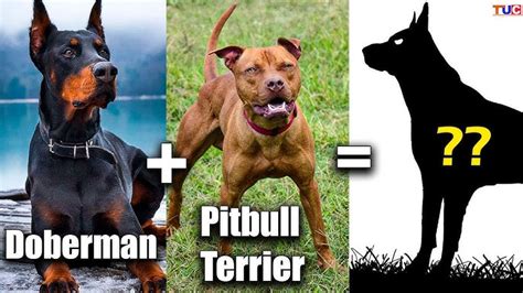 Mistura De Boxer Doberman Pinscher Pitbull 50 Dobie Boxer Mix Luna