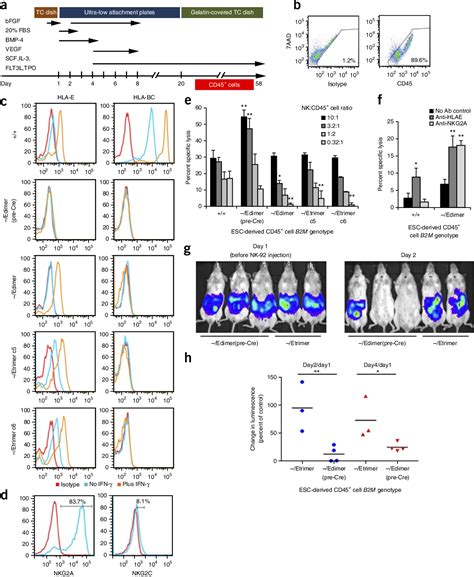 Figure 3 From Hla E Expressing Pluripotent Stem Cells Escape Allogeneic Responses And Lysis By