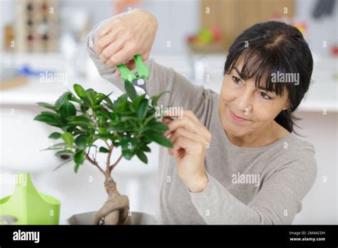 Woman Trimming A Bonsai Tree Stock Photo Alamy
