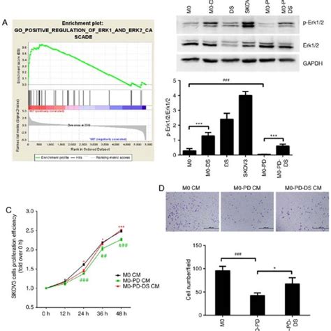 Differentiation Of M0 Macrophages Into M2 Macrophages A