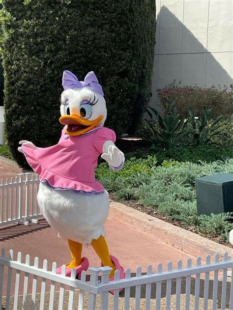 Pin By Liz Widun On Epcot Daisy Duck Disney Disney Characters
