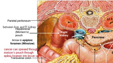 Med 521 Chapter 62 Anatomy Review Flashcards Quizlet