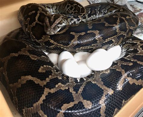 The Complete Ball Python Breeding Guide Timeline Incubation The Reptile Bay