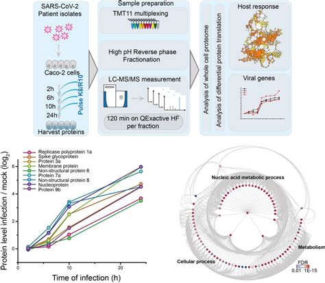 Siwei Yang On Linkedin Just Published Potential Therapy Targets For The Sars Cov 2 Virus Which…