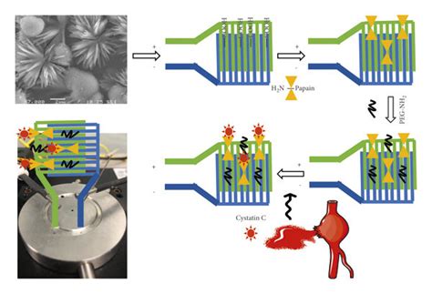 Schematic For Surface Modificationsfunctionalization The Different