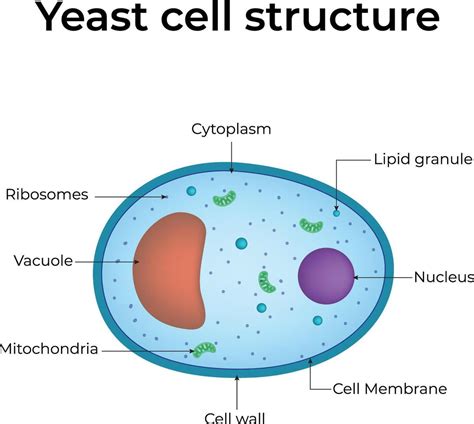 Yeast Cell Diagram Gcse Gcse Science Cell Structure A2 Poster