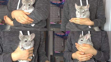 Do Chinchillas Let You Hold Them