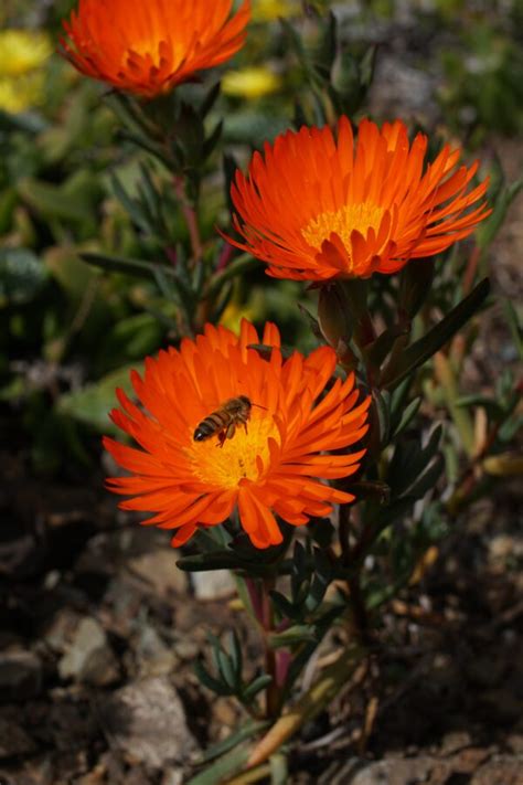 Webinar Aizoaceae The Ruth Bancroft Garden And Nursery