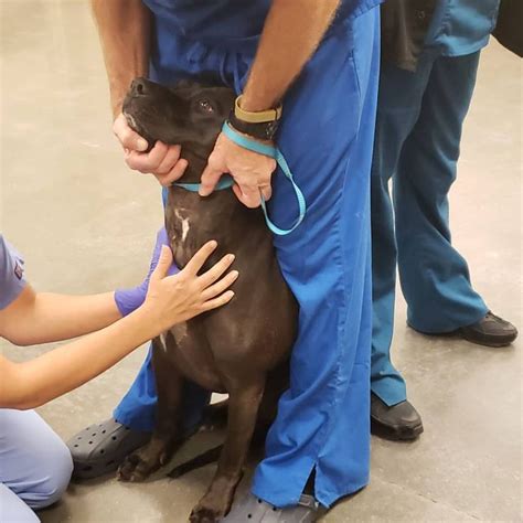 Jugular Vein Restraint Vet Med Veterinarian Career Veterinary Medicine